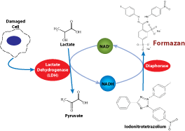 Why Is Lactate Dehydrogenase (LDH) Release A Good Measure For Cytotoxicity?