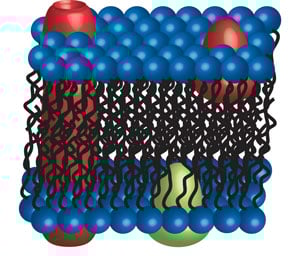 A Closer Look at Lipid Rafts