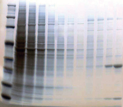 Protein Gel Staining: Detecting Small Peptides
