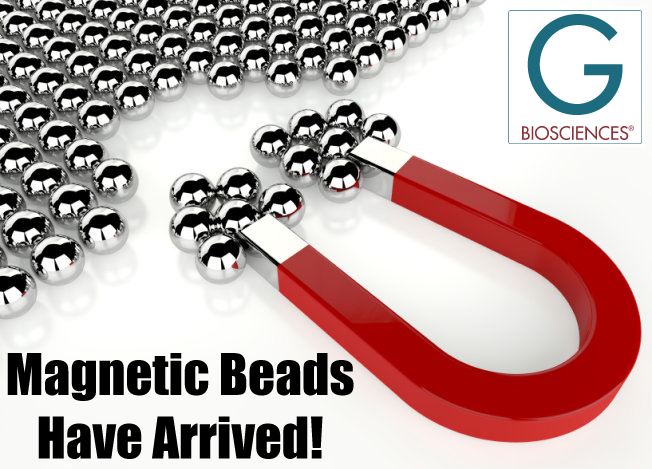 Magnetic Beads for Immunoprecipitation