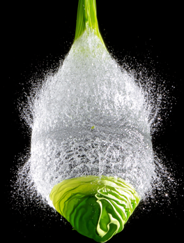 Physical Disruption or Chemical Cell Lysis? How to Decide