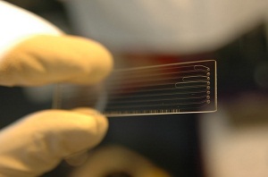 Genomic DNA Extraction Protocol: Isolating Your Genomic DNA from Your ...