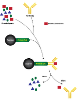 Immunoprecipitation Protocol: The Basics