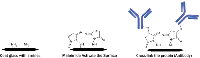 Study Protein to Protein Interaction with Protein Cross Linking to Glass