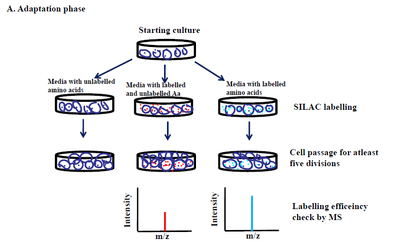 SILAC: A General Workflow for Improved Mass Spectrometry