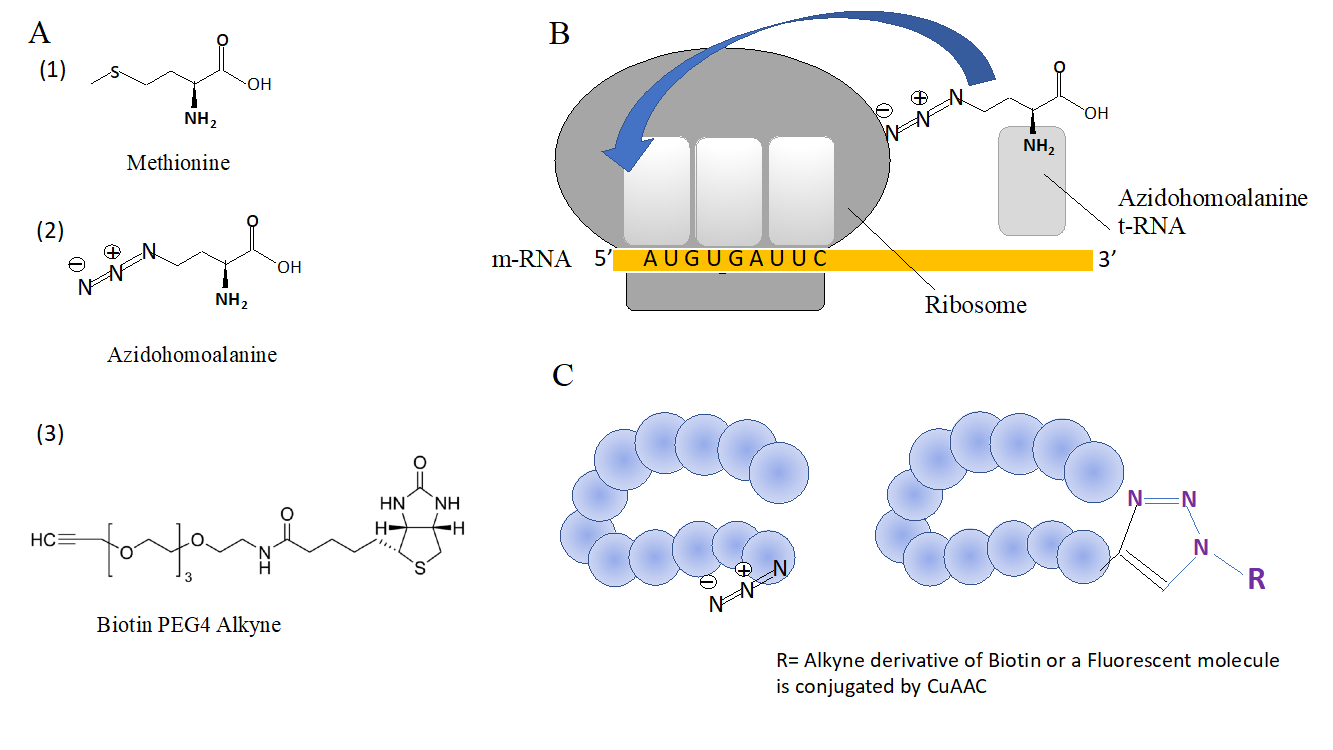 Click chemistry and its application to proteomics
