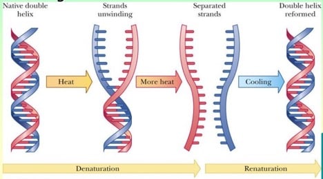 The Top Methods for DNA Denaturation