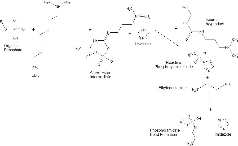 Modifying Oligonucleotide 5'-Phosphates By EDC for Improved Coupling
