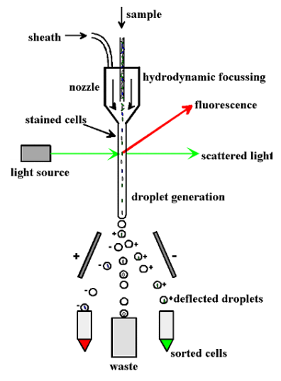 Four Methods for Endosomal Isolation