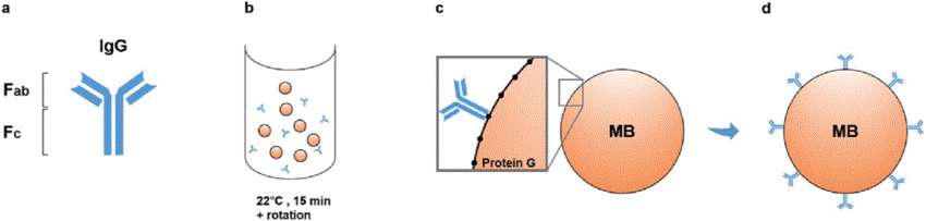 Four Methods for Endosomal Isolation
