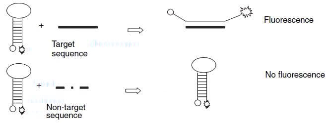Molecular Beacons: Dual Labeled Probes