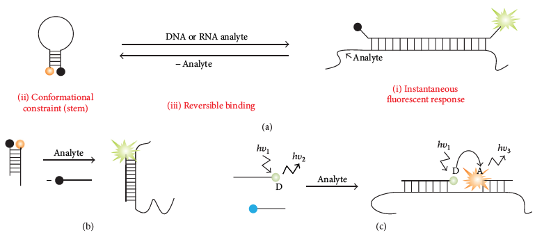 Molecular Beacons: Dual Labeled Probes