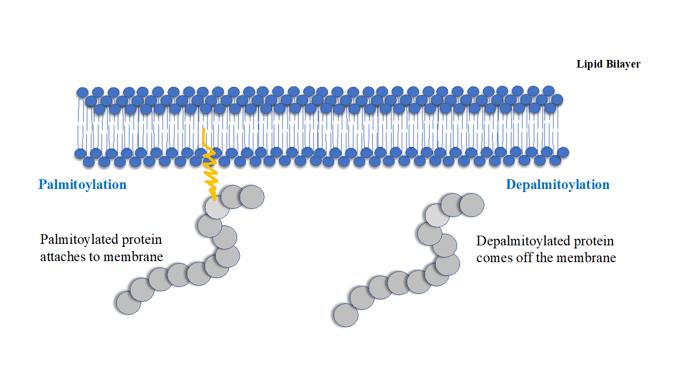 Protein palmitoylation and sulfhydryl chemistry methods to capture ...