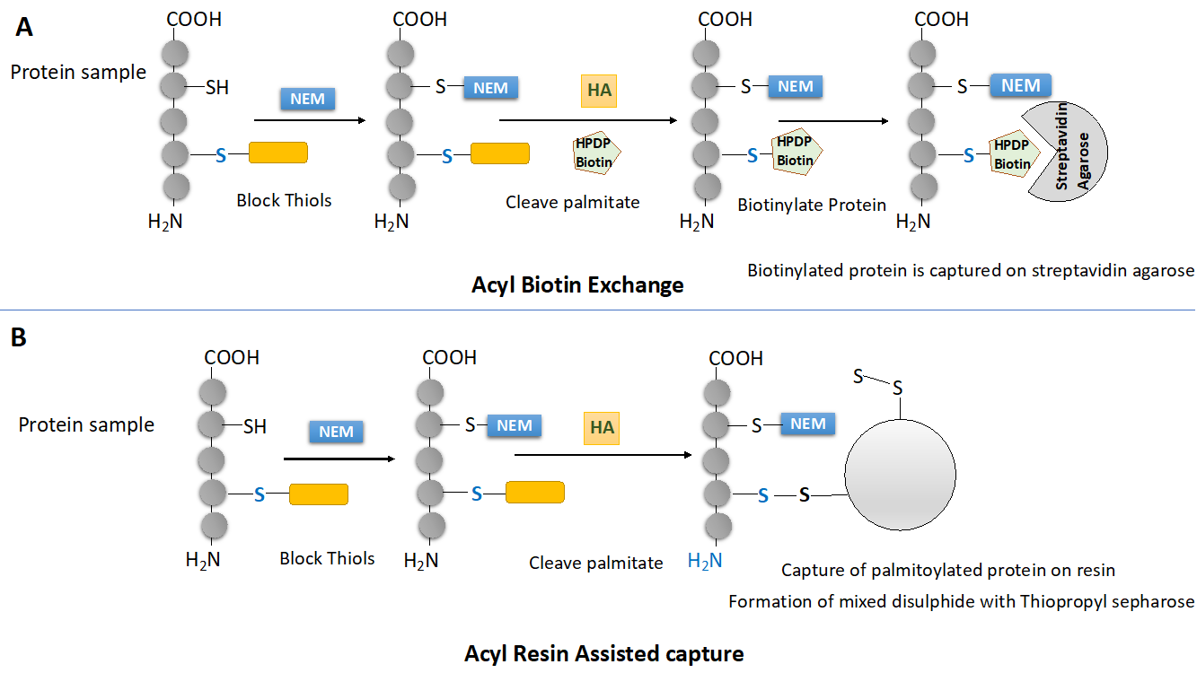 Protein palmitoylation and sulfhydryl chemistry methods to capture ...