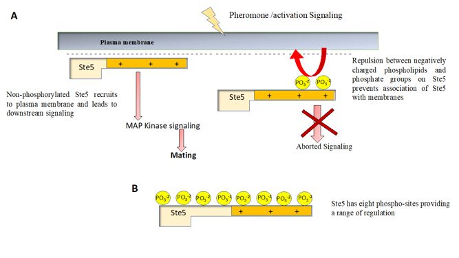Protein phosphorylation: Nature’s favorite way of decorating proteins