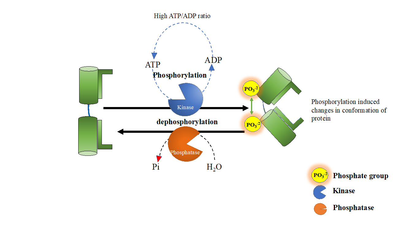 Protein Kinases and Phosphatases: drivers of phosphorylation and ...