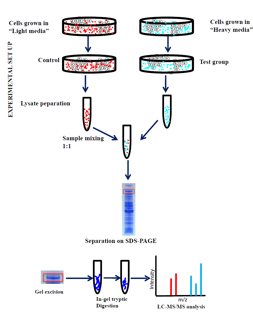 SILAC: A General Workflow for Improved Mass Spectrometry