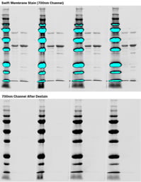 Are Total Protein Membrane Stains Compatible With IR Imaging Systems?