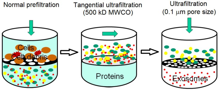 Exosome isolation by centrifugation, filtration, immunoaffinity & more