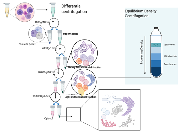 Subcellular Fractionation: ‘Exploring cells through centrifugation'