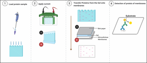 How to Prepare Samples for Western Blot Analysis