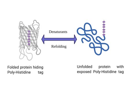 His-tagged protein expressing but not binding your Ni-NTA column?