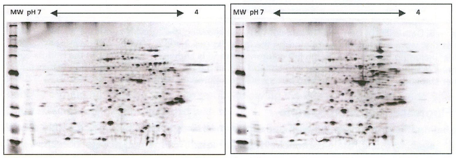 Are Total Protein Membrane Stains Compatible With IR Imaging Systems?