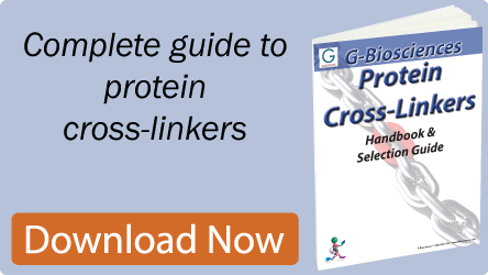 High Efficiency & Stability Protein CrossLinking with EDC & NHS