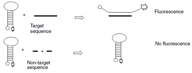 Molecular Beacons: Dual Labeled Probes