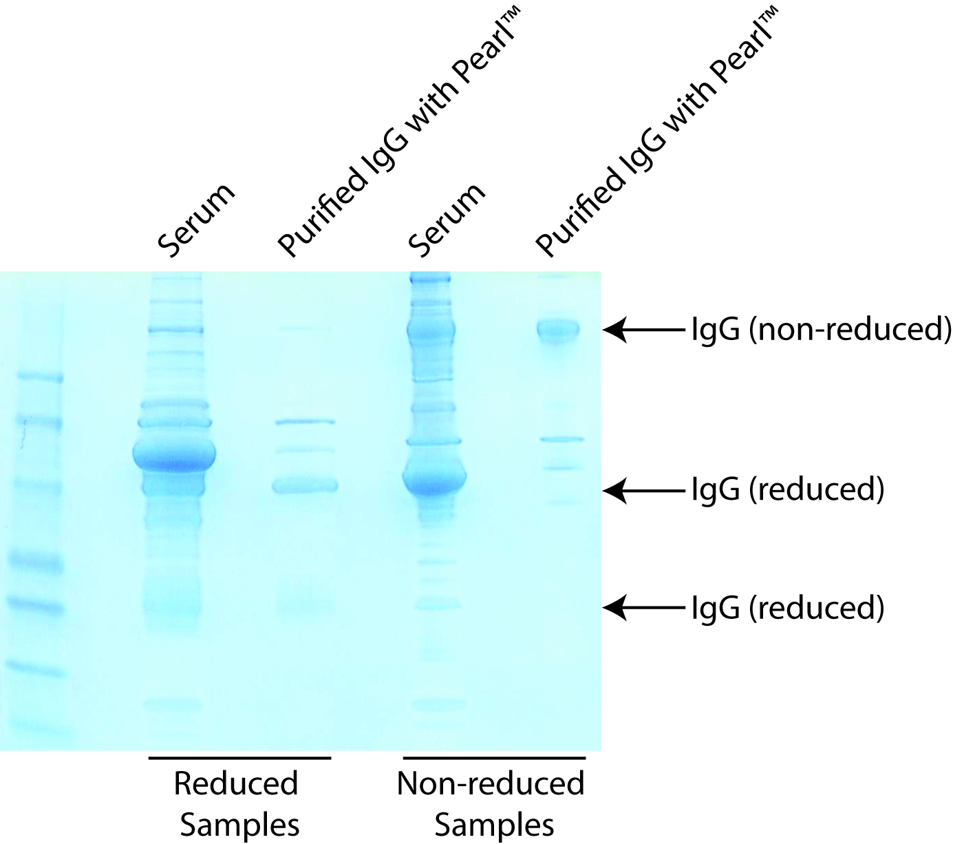 Remove BSA & Gelatin from Antibody Solutions for Antibody Labeling