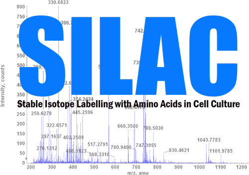 SILAC for Improved Mass Spectrometry & Quantitative Proteomics