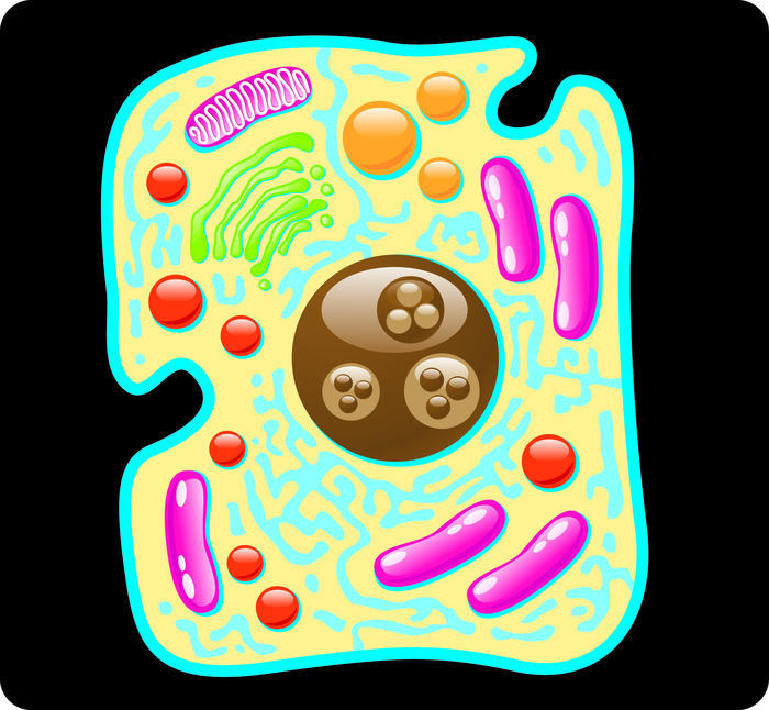 Common Subcellular Markers You Need to Know About