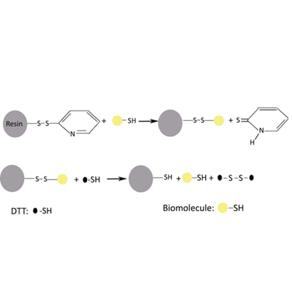 Affinity Chromatography and its use in Antibody Purification