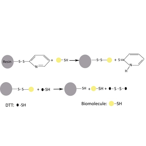 Affinity Purification Resins and Methods